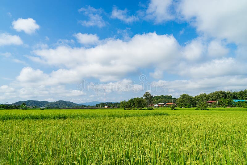 Thai Paddy Field Under Blue Sky Stock Image - Image of field, blue ...