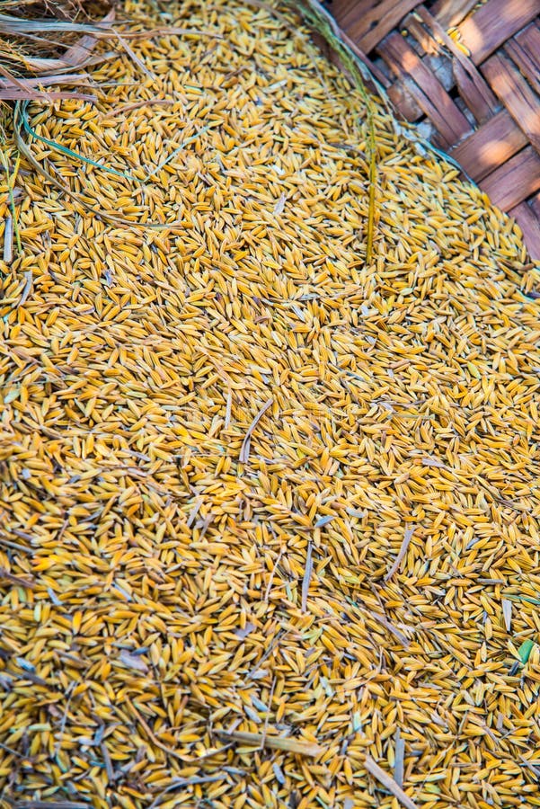 Thai paddy rice in basket stock photo. Image of thai - 214787180