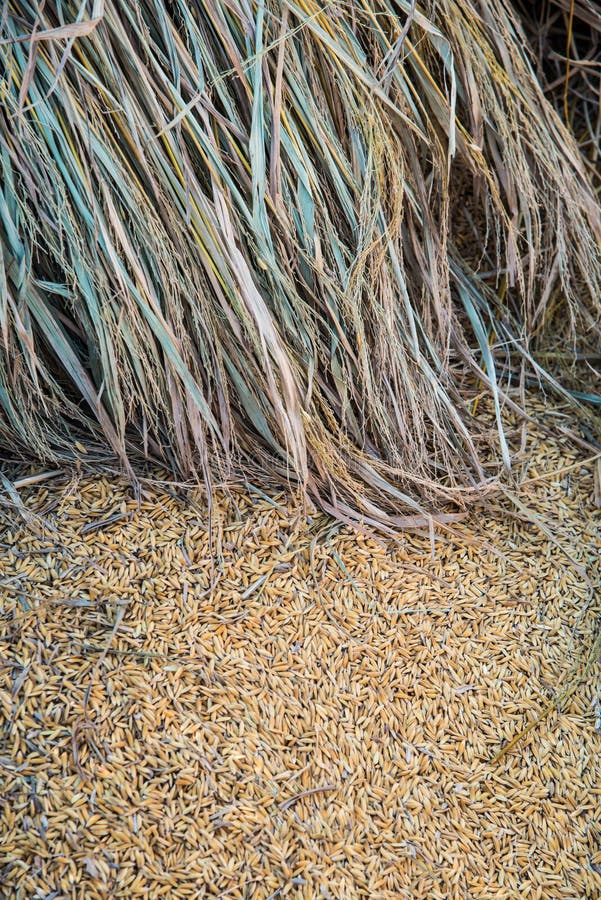 Thai paddy rice in basket stock photo. Image of ingredient - 215040560