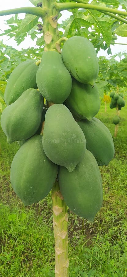 Thai papaya fruit farm stock photo. Image of papaya - 270815368