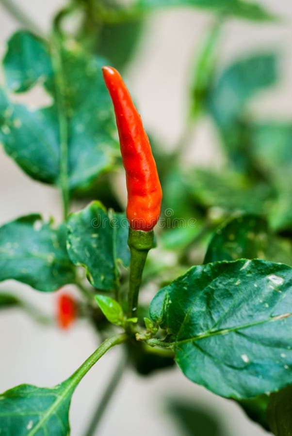 Thai Paprika tree stock image. Image of organic, closeup - 33736307
