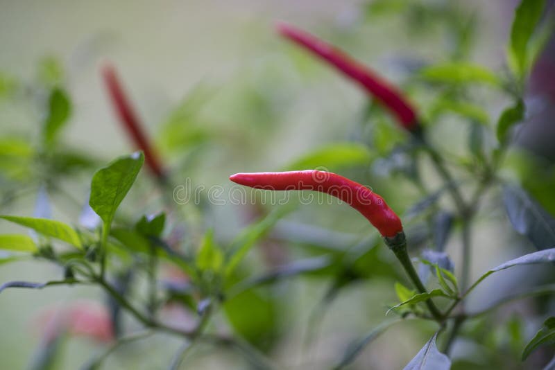 Thai Paprika on Tree with Green Leaf Stock Photo - Image of paprika ...