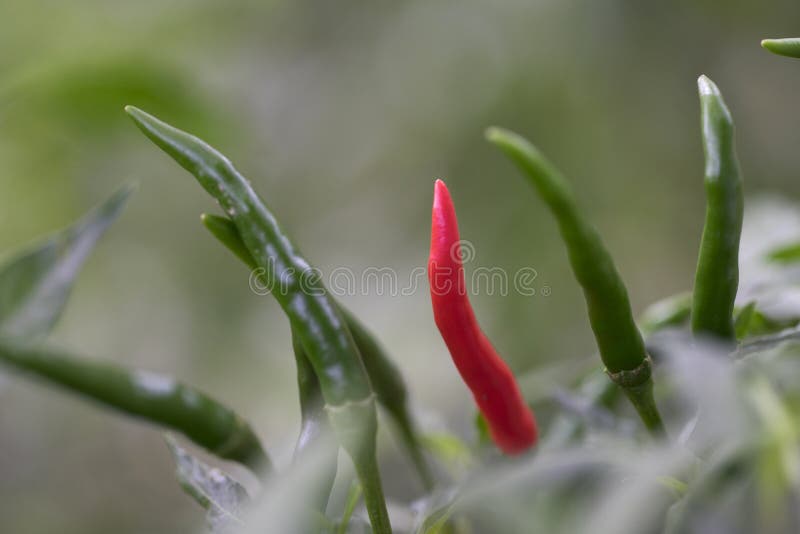 Thai Paprika on Tree with Green Leaf Stock Photo - Image of capsicum ...