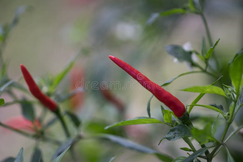 Thai Paprika on Tree with Green Leaf Stock Image - Image of garden ...