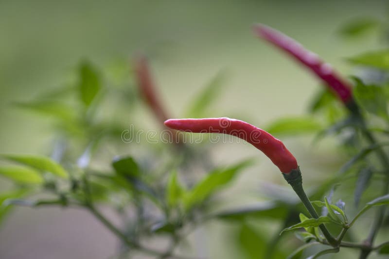 Thai Paprika on Tree with Green Leaf Stock Photo - Image of paprika ...
