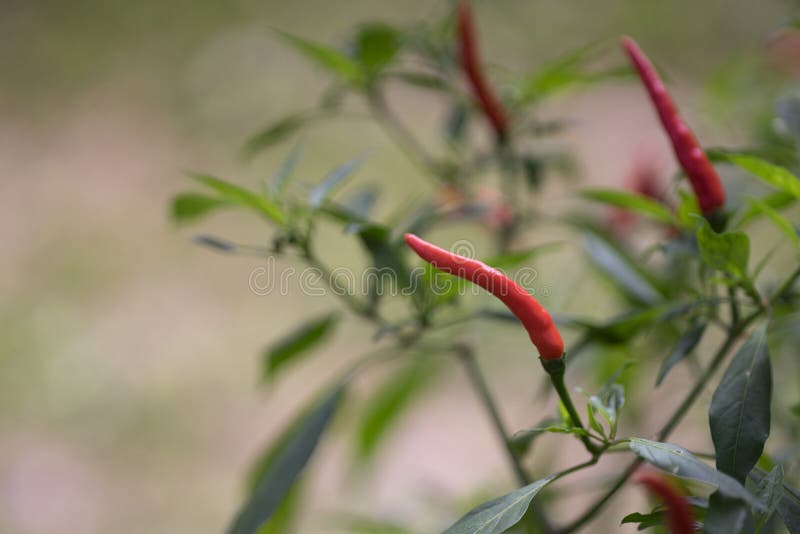 Thai Paprika on Tree with Green Leaf Stock Image - Image of ingredient ...