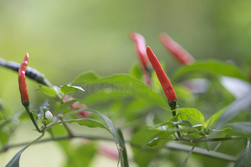 Thai Paprika on Tree with Green Leaf Stock Photo - Image of nature ...