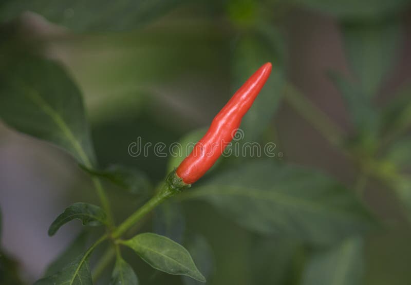 Thai Paprika on Tree with Green Leaf Stock Photo - Image of tree, ripe ...