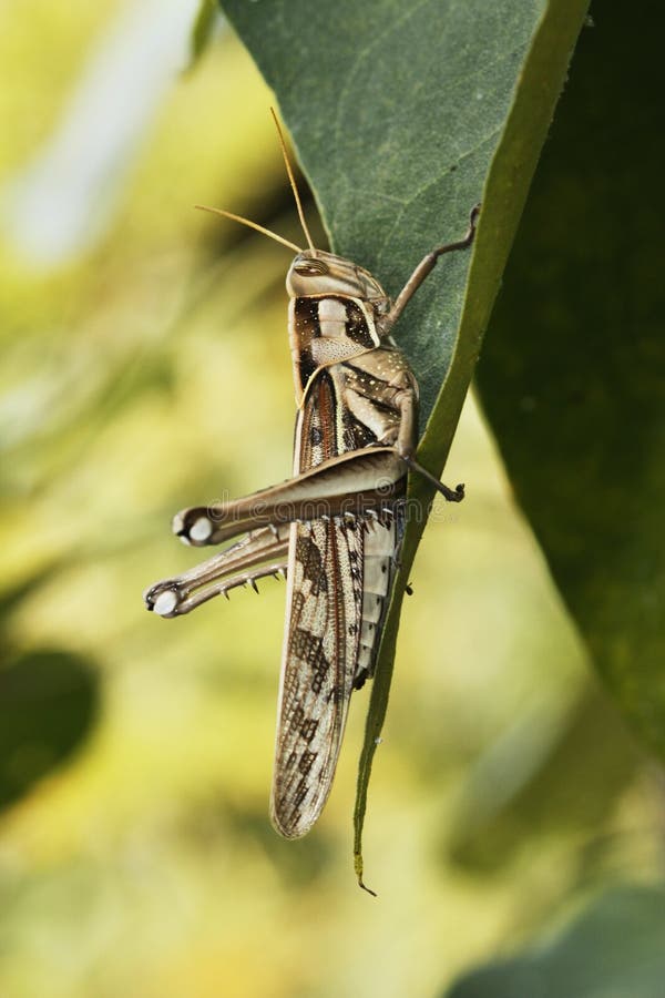 Patanga Grasshopper Stock Photos - Free & Royalty-Free Stock Photos ...