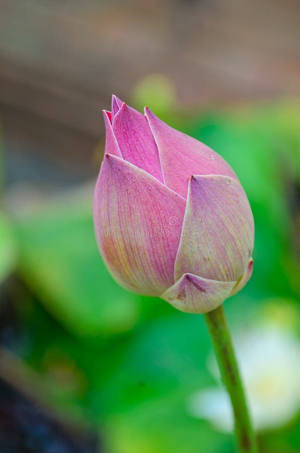 Thai Pink Sweet Water Lily. Stock Photo - Image of blooming, isolate ...