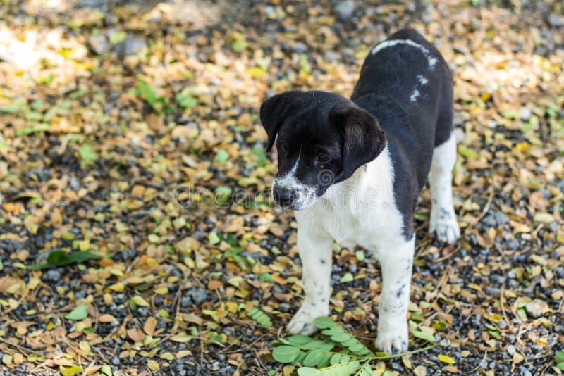 Thai puppy dog, pet stock image. Image of green, skin - 81186771