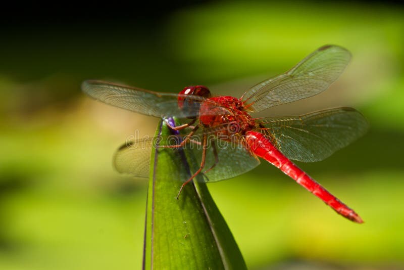 Thai red dragonfly stock image. Image of summer, close - 187325855