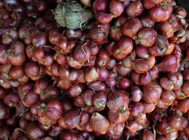 Thai red shallot stock photo. Image of cooking, flavonoid - 41247968