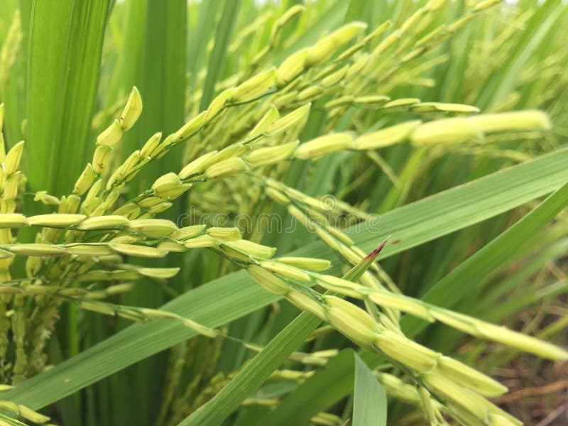 Thai rice stock image. Image of closeup, rice, zoom, landscape - 55962933