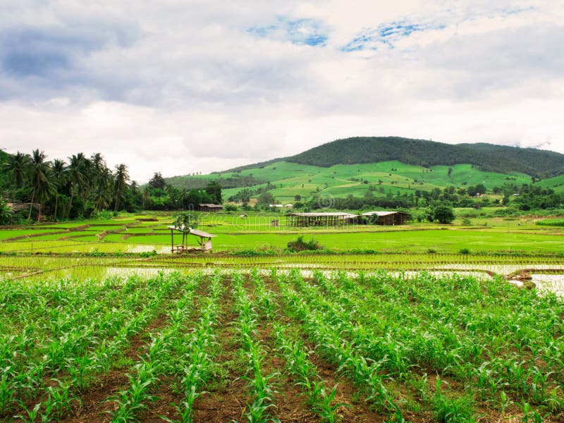 Thai rice field stock image. Image of outdoor, cultivate - 43486657