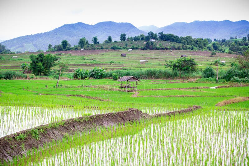 Thai rice field stock photo. Image of color, farm, harvest - 46573358
