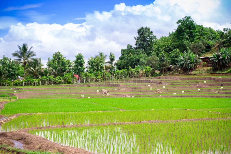 Thai rice field stock photo. Image of outdoor, nature - 46573382