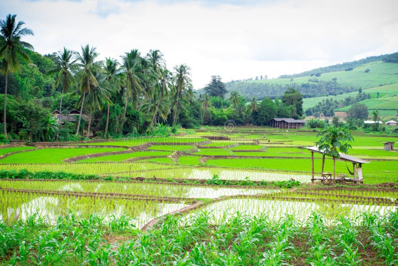 Thai rice field stock image. Image of horticulture, color - 46573469