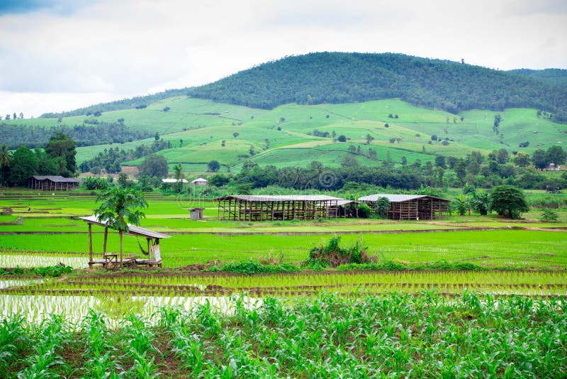 Thai rice field stock image. Image of environment, landscape - 46573475