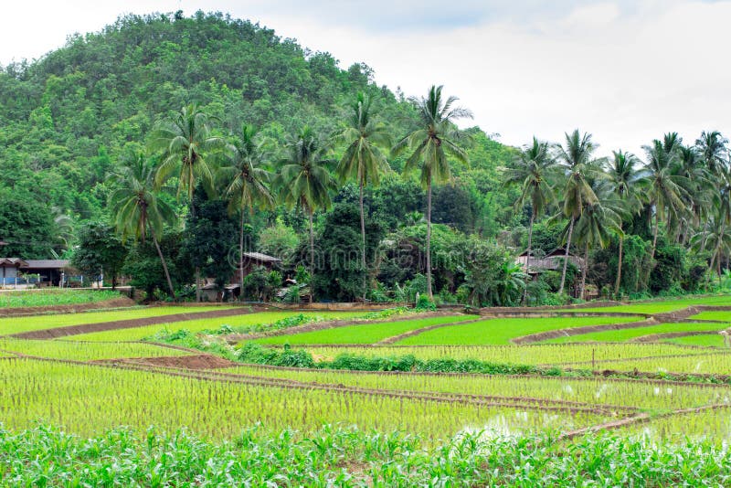 Thai rice field stock photo. Image of ecology, mountain - 46573510