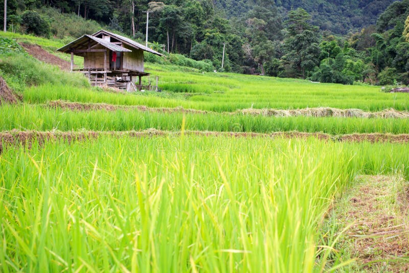 Thai rice field stock image. Image of natural, ladder - 46573599