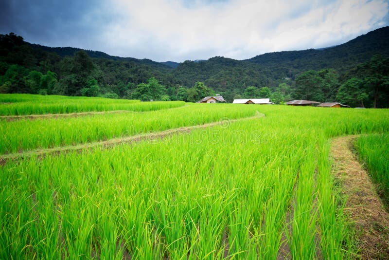 Thai rice field stock image. Image of horticulture, nature - 46573679
