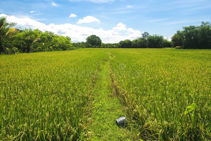 Thai rice field stock photo. Image of asia, leaf, plant - 40655280