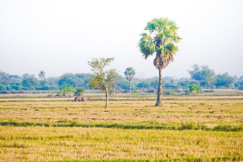 Thai rice field stock photo. Image of outdoor, briquette - 36692588