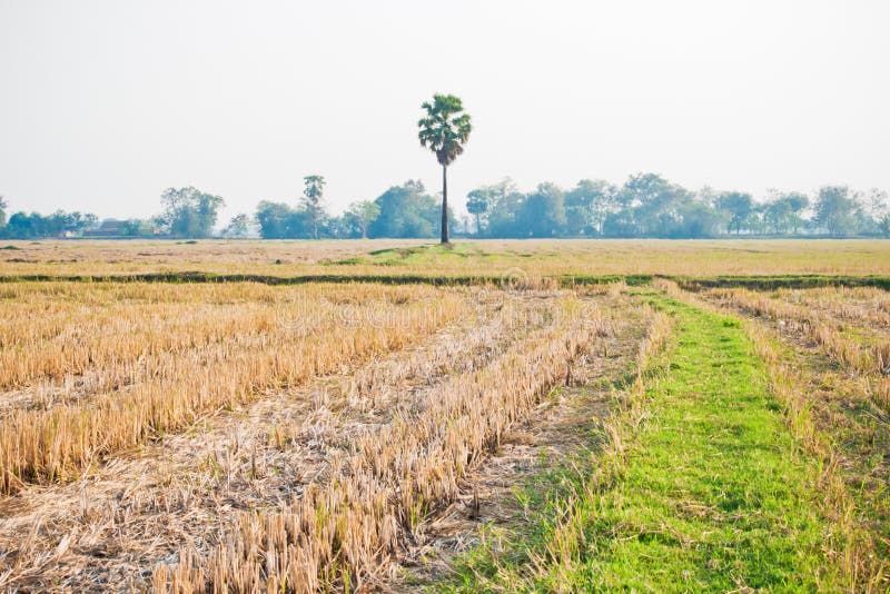 Thai rice field stock photo. Image of natural, country - 36692734