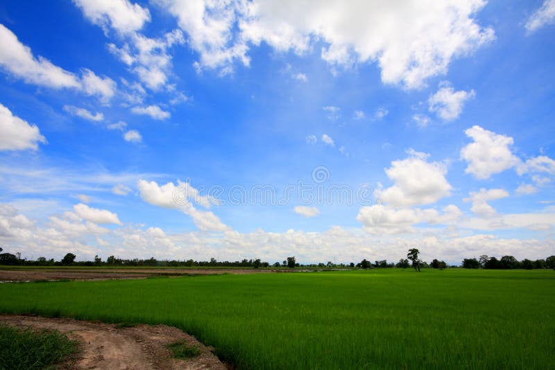 Thai rice field stock photo. Image of thailand, sunny - 42446904