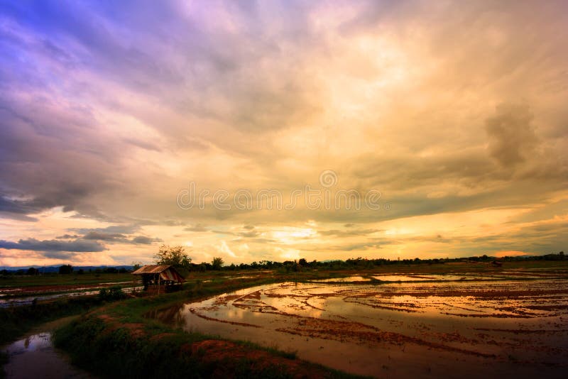 Thai rice field stock image. Image of rice, emerald, thailand - 42446957