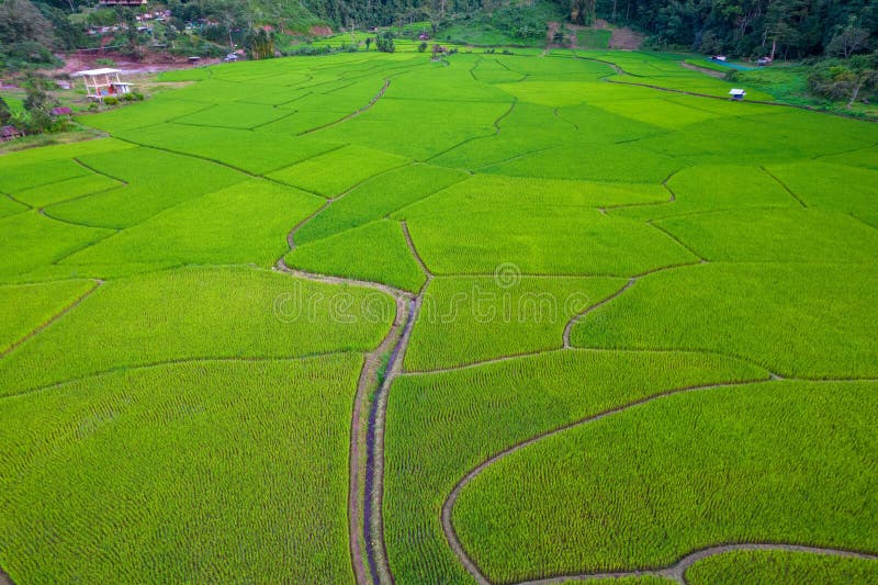 Thai Rice Fields from Above in Thailand Stock Image - Image of green ...