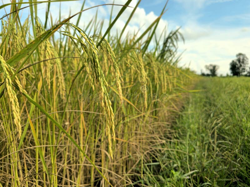 Thai Rice Fields and Golden Yellow Rice Grains Stock Photo - Image of ...