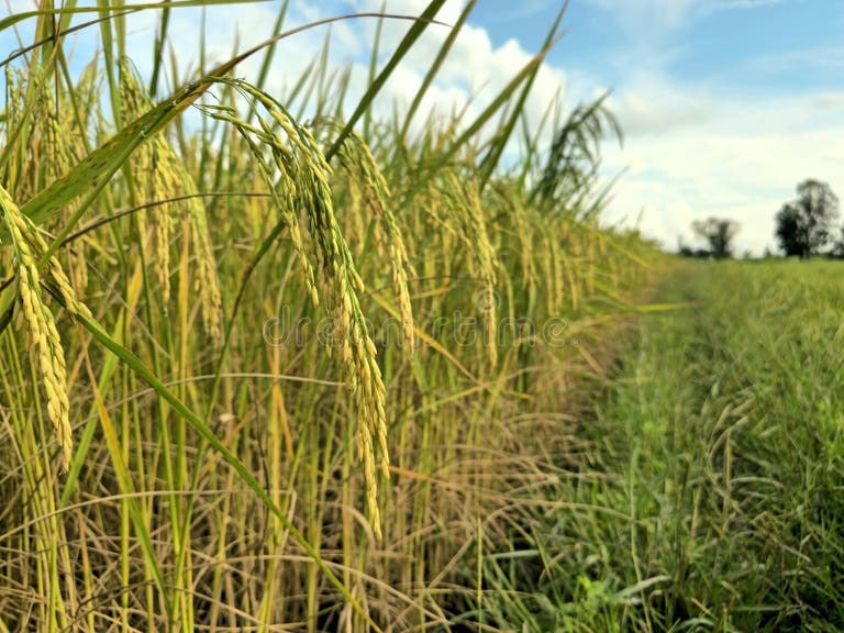 Thai Rice Fields and Golden Yellow Rice Grains Stock Photo - Image of ...