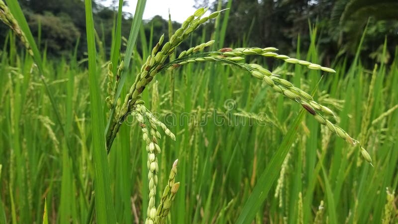 Thai rice in forest stock image. Image of green, thai - 200370859