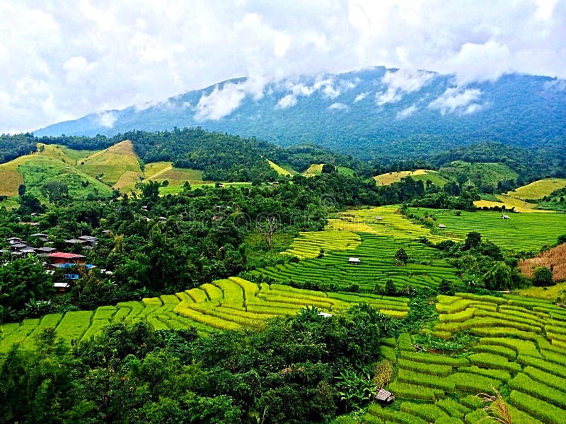 Thai Rice Paddy Field. stock image. Image of growing - 57452751