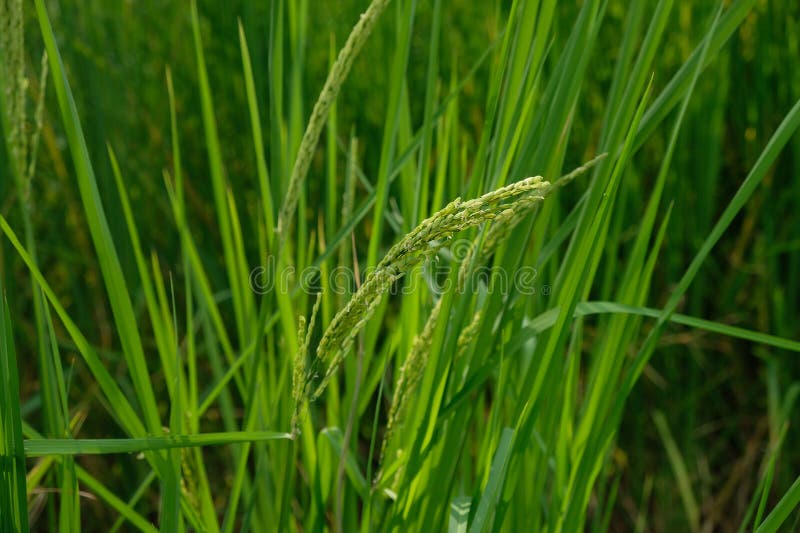 Thai Rice Seed from Its Tree with Green Leaves Stock Photo - Image of ...