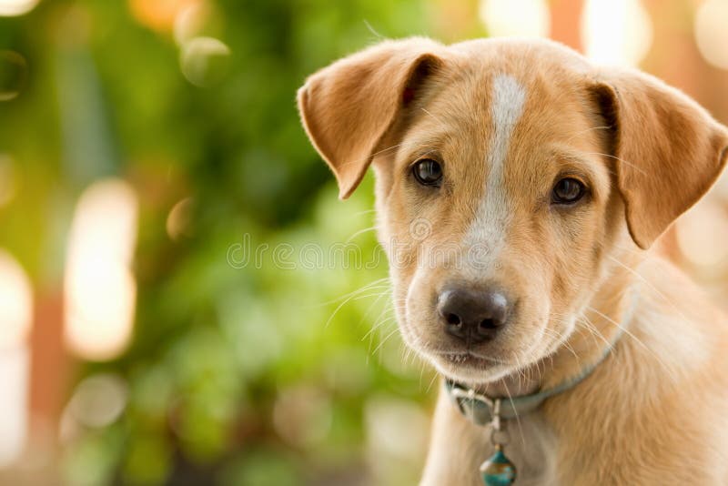 Thai Ridge back Dog stock photo. Image of ridgeback, pedigree - 35612490
