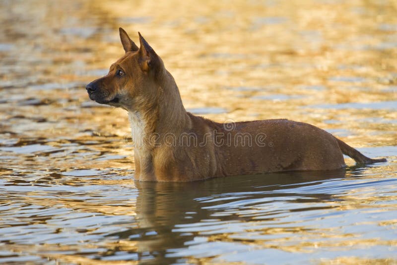 Thai Ridgeback stock photo. Image of beautiful, ridgeback - 16326372