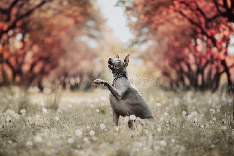Thai Ridgeback Dog Stands on Two Legs on the Forest Stock Photo - Image ...