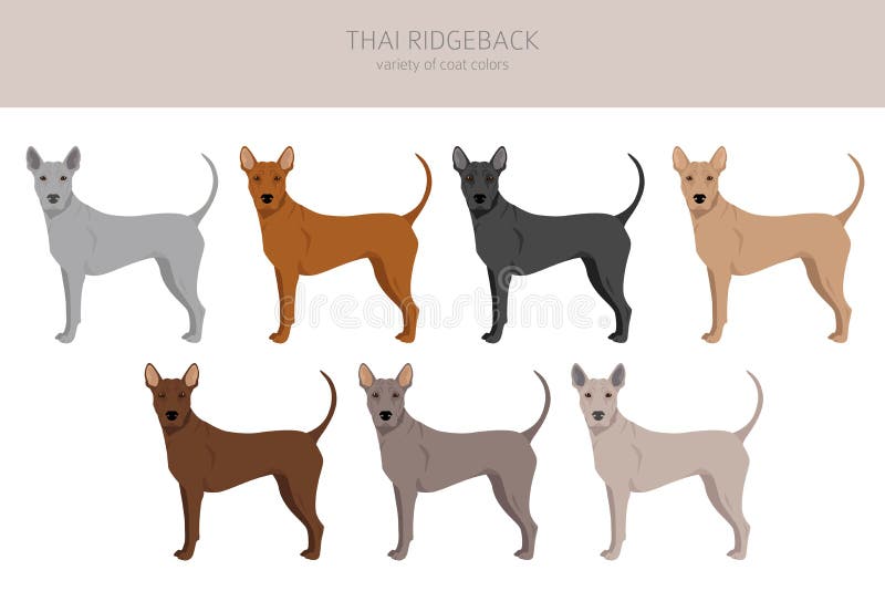 Thai Ridgeback Clipart. Different Poses, Coat Colors Set Stock Vector ...