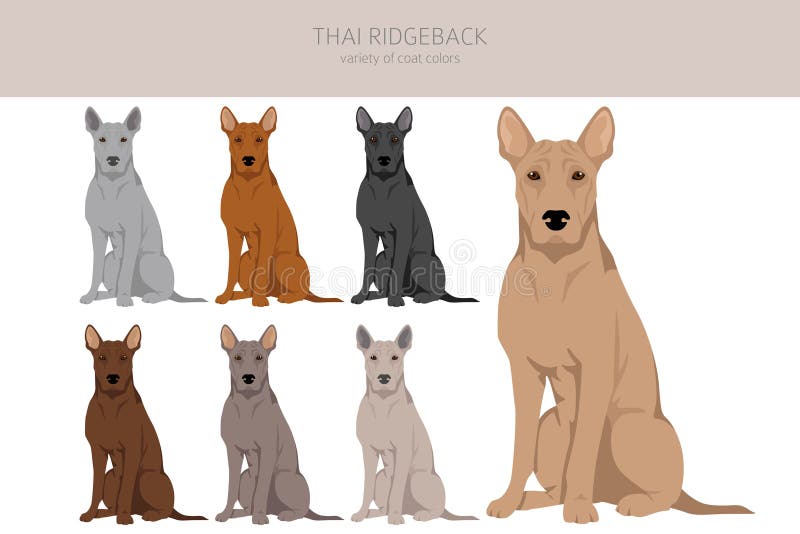 Thai Ridgeback Colors