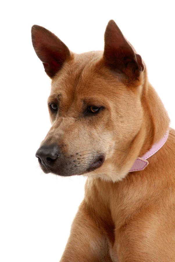 Thai Ridgeback dog stock photo. Image of ridgeback, dogs - 11833636