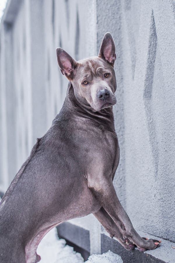 Thai Ridgeback Dog in the City on the Road Stock Photo - Image of ...
