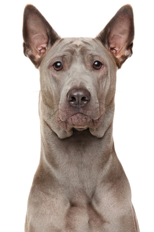 1,947 Thai Ridgeback Dog Stock Photos - Free & Royalty-Free Stock ...
