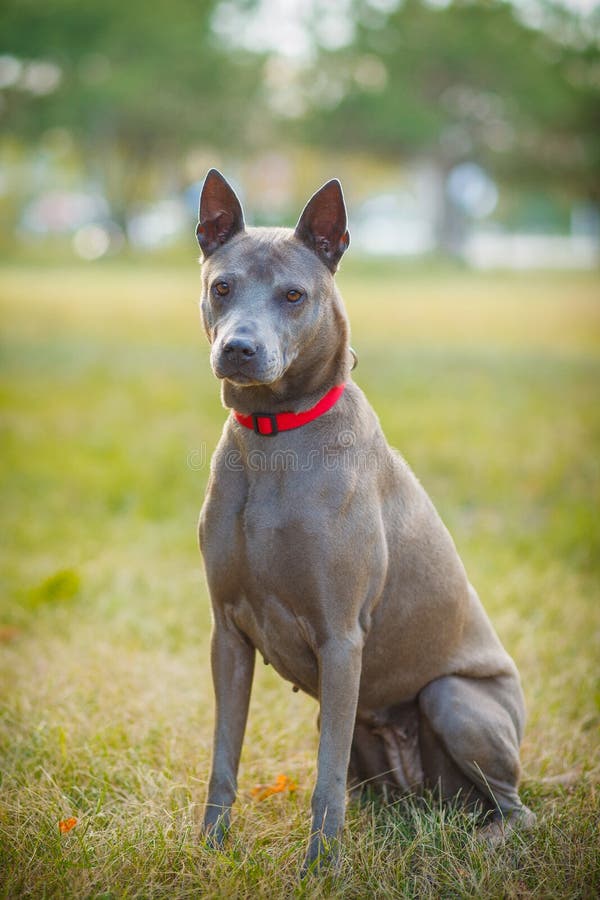 Thai Ridgeback Dog Outdoors Stock Image - Image of close, collar: 99426357