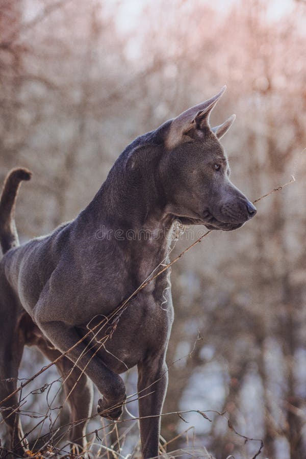 Thai Ridgeback Dog in the Park on the Road Stock Image - Image of brown ...