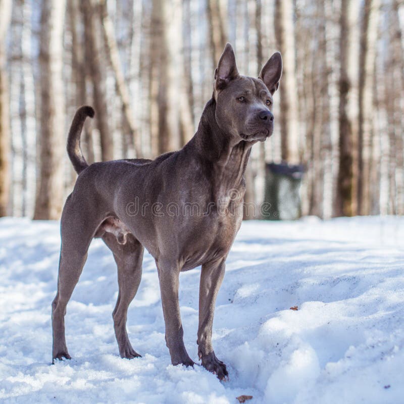 Thai Ridgeback Dog in the Park on the Road Stock Photo - Image of ...