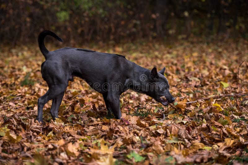 Thai Ridgeback Dog Portrait Stock Photo - Image of autumn, face: 88745174