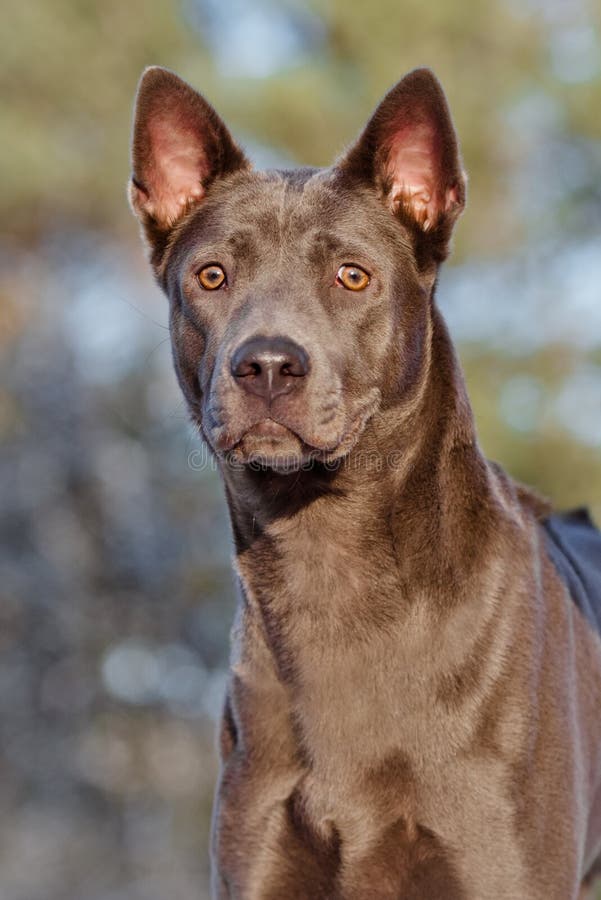 914 Grey Thai Ridgeback Dog Stock Photos - Free & Royalty-Free Stock ...